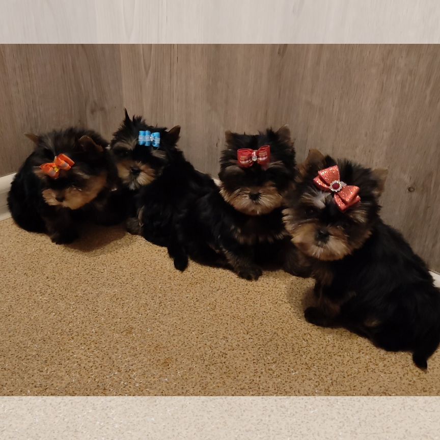 Йоркширский терьер, щенок