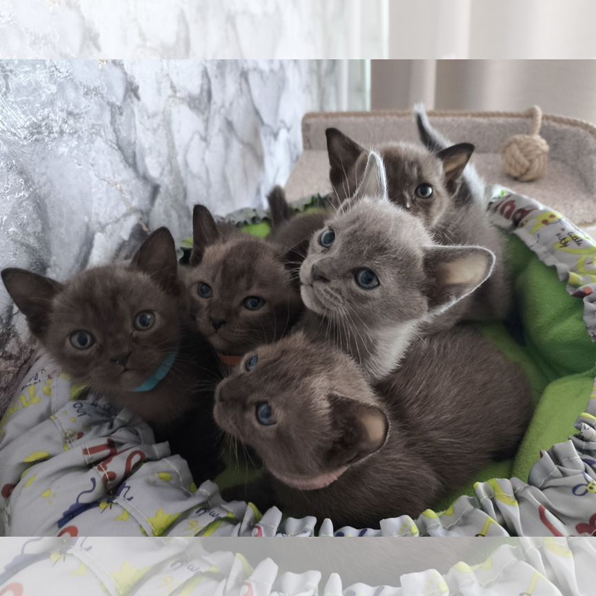 Бурманские котята