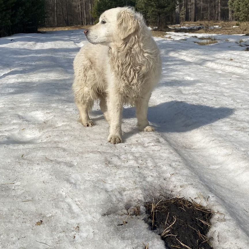 Лабрадор-ретривер, взрослая собака