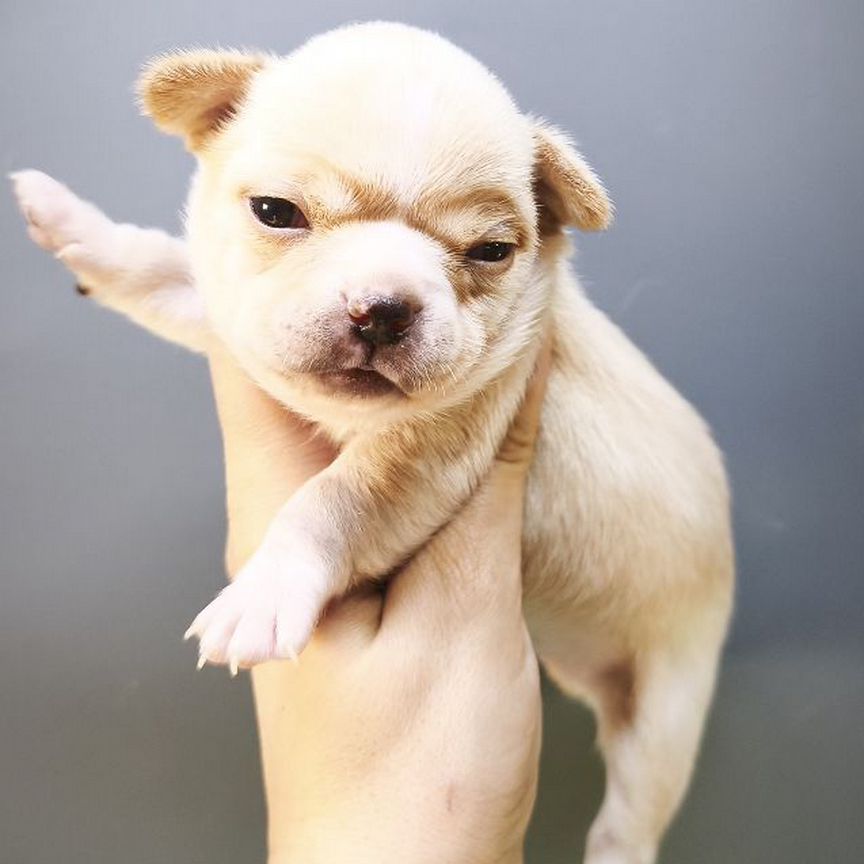 Чихуахуа, щенок