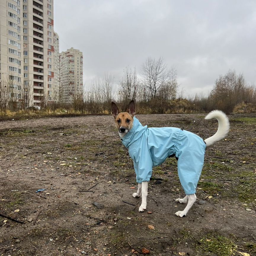 Комбинезон armored DOG среднего размера