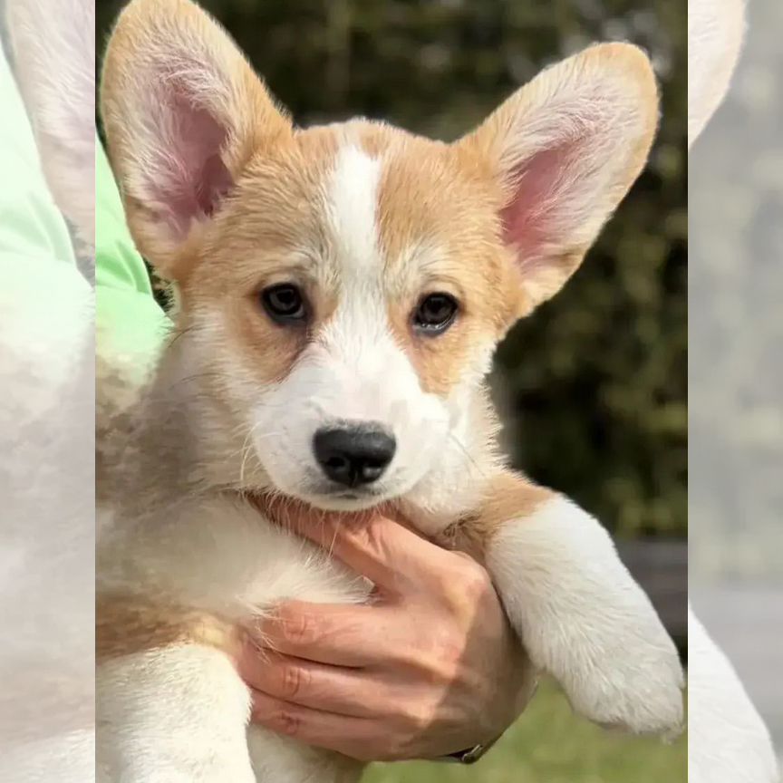 Вельш Корги Пемброк, щенок