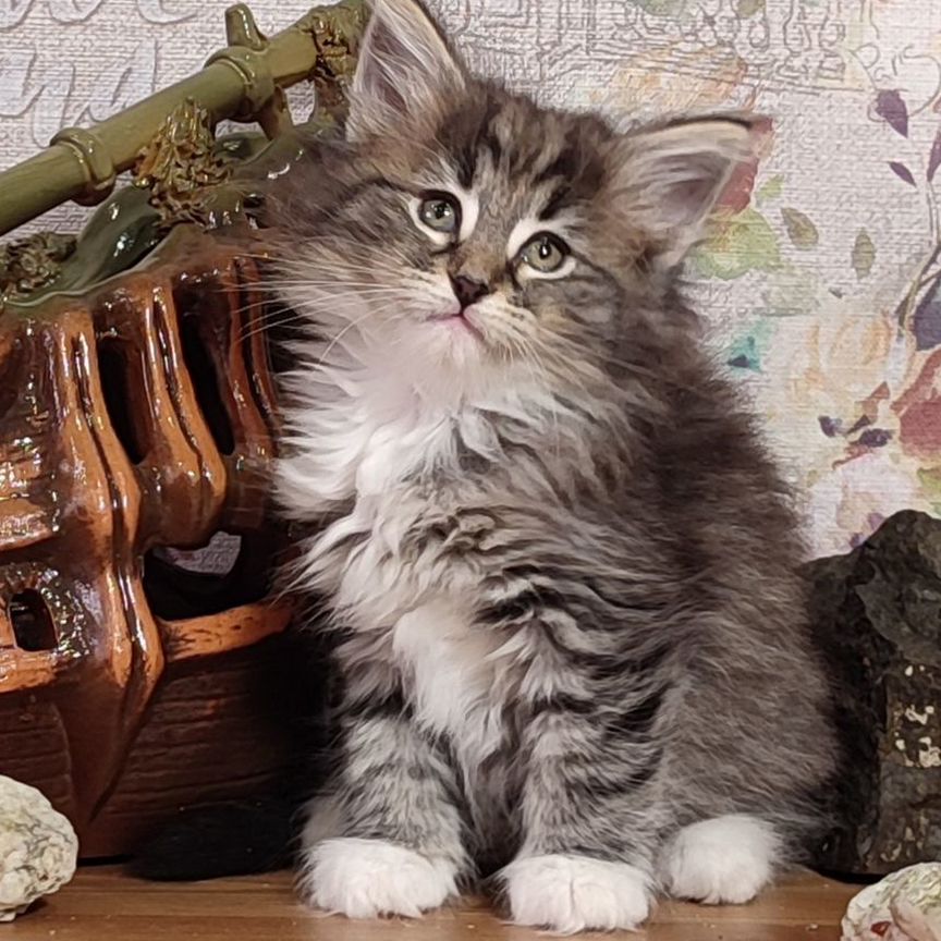 Котята редкой породы норвежская лесная