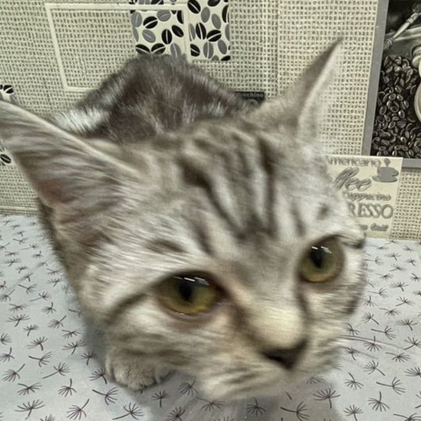 Котята в добрые руки бесплатно девочка