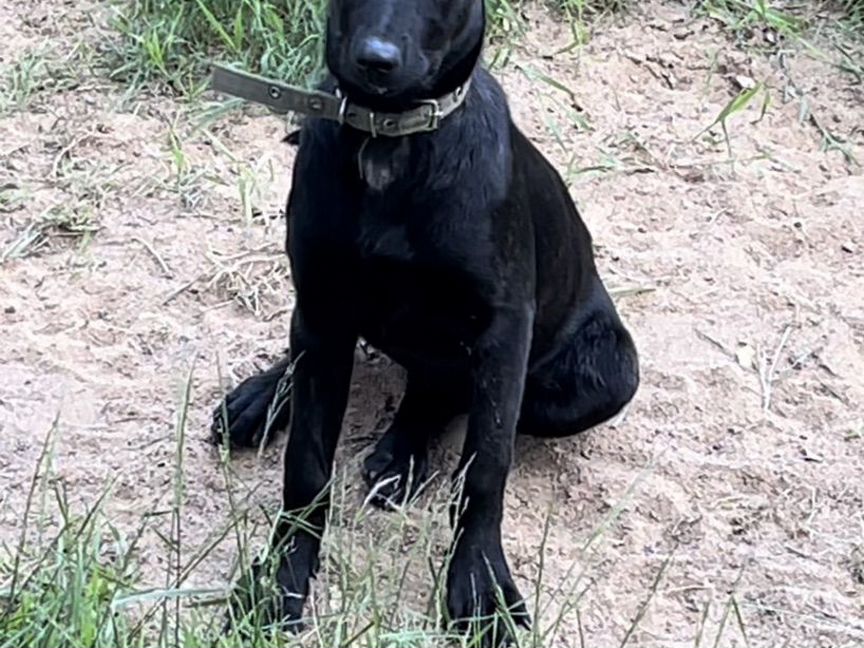 Щенок подросток голландской овчарки
