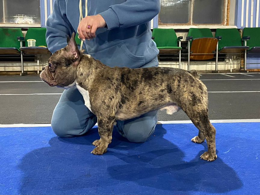 Французский бульдог мерль, вязка