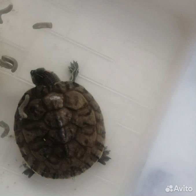 Черепаха водная бесплатно