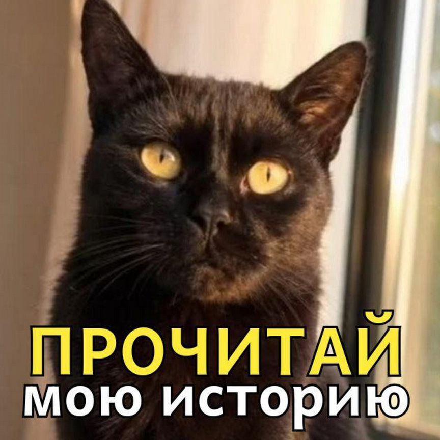 Взрослый кот в добрые руки