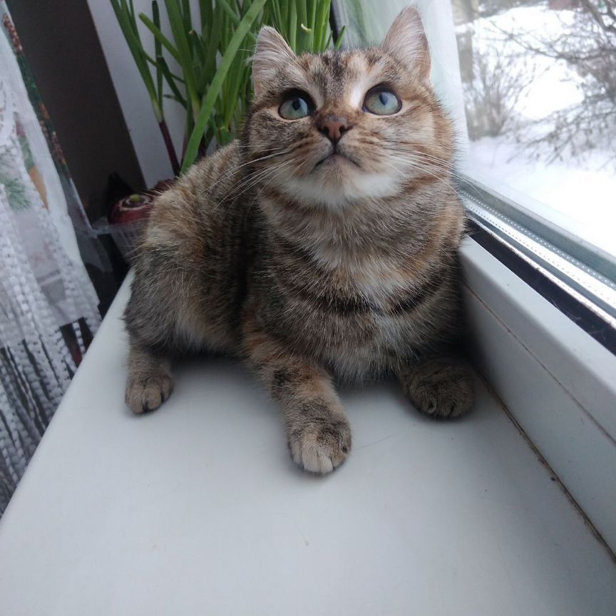 Кошечка в добрые руки