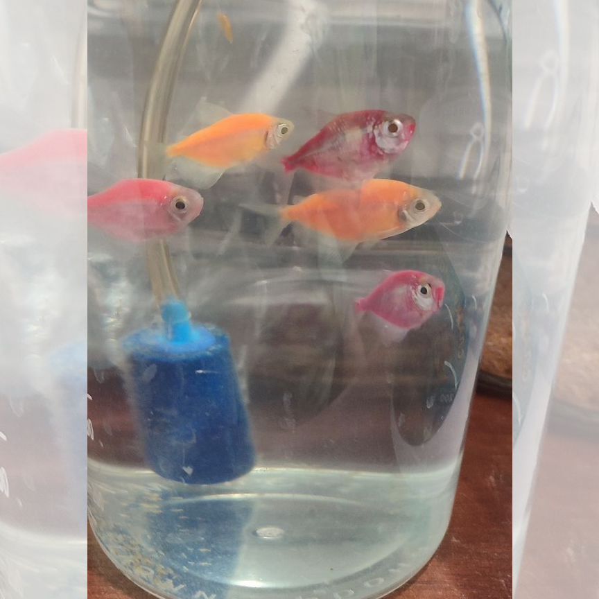 Аквариумные рыбки карамельки