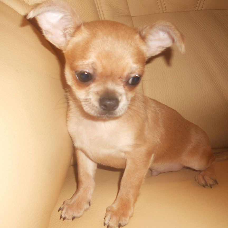 Рыженький мальчик чихуахуа