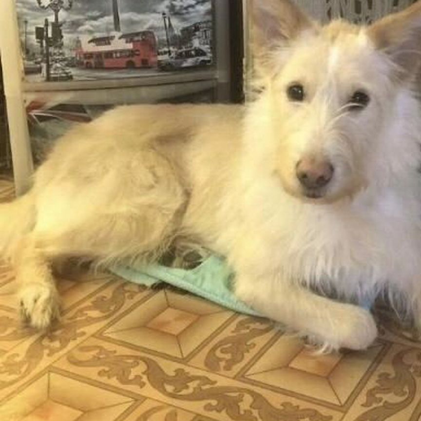 Отдам собаку бесплатно