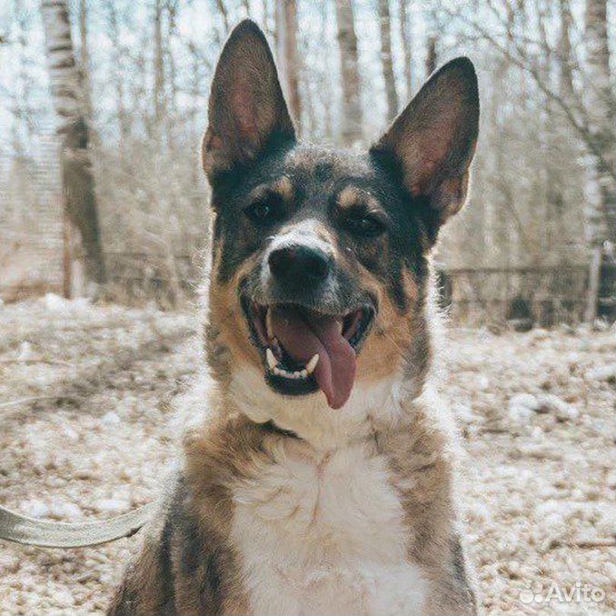 Маленький бабушкин пёсик Бублик