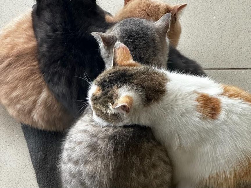 Котята ищут дом