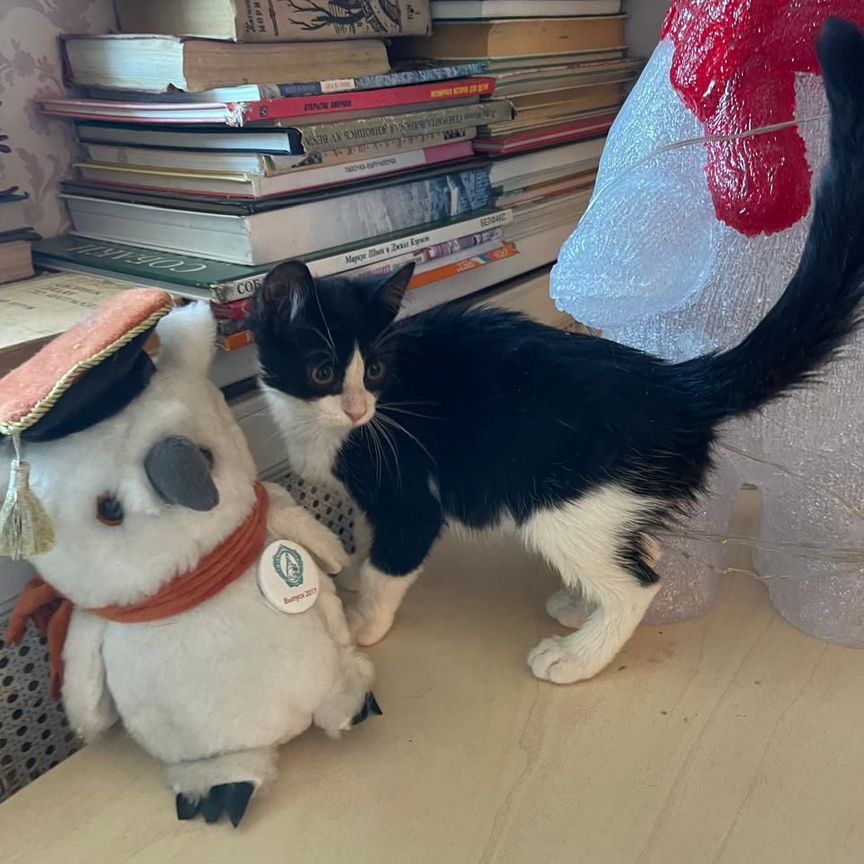 Котенок 2.5 месяца