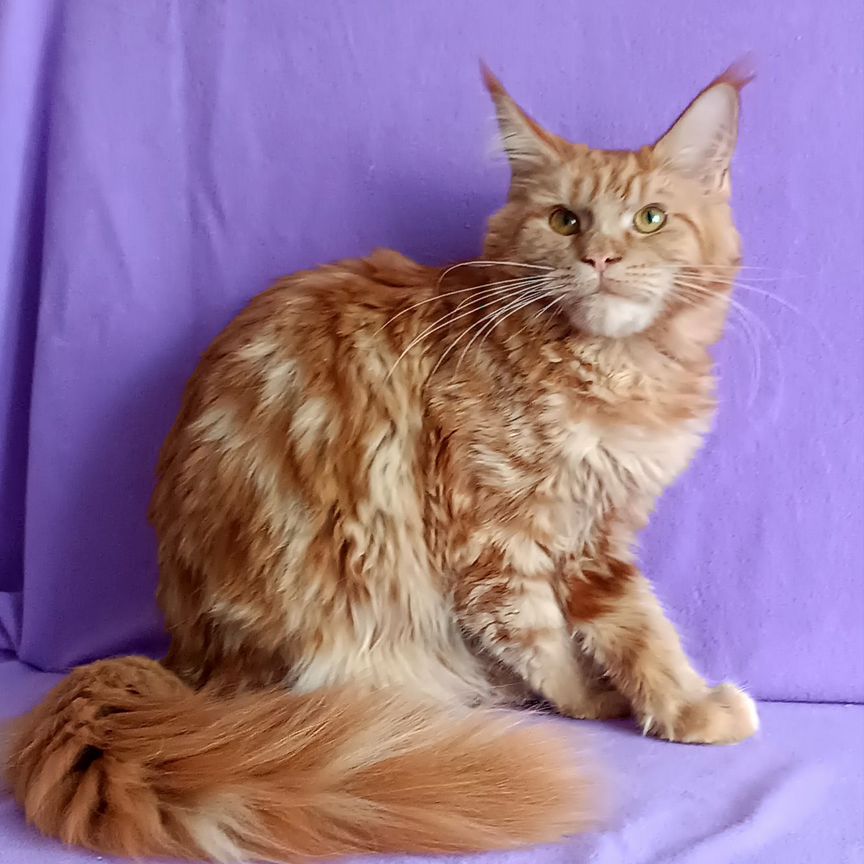 Мейн-кун кошечка