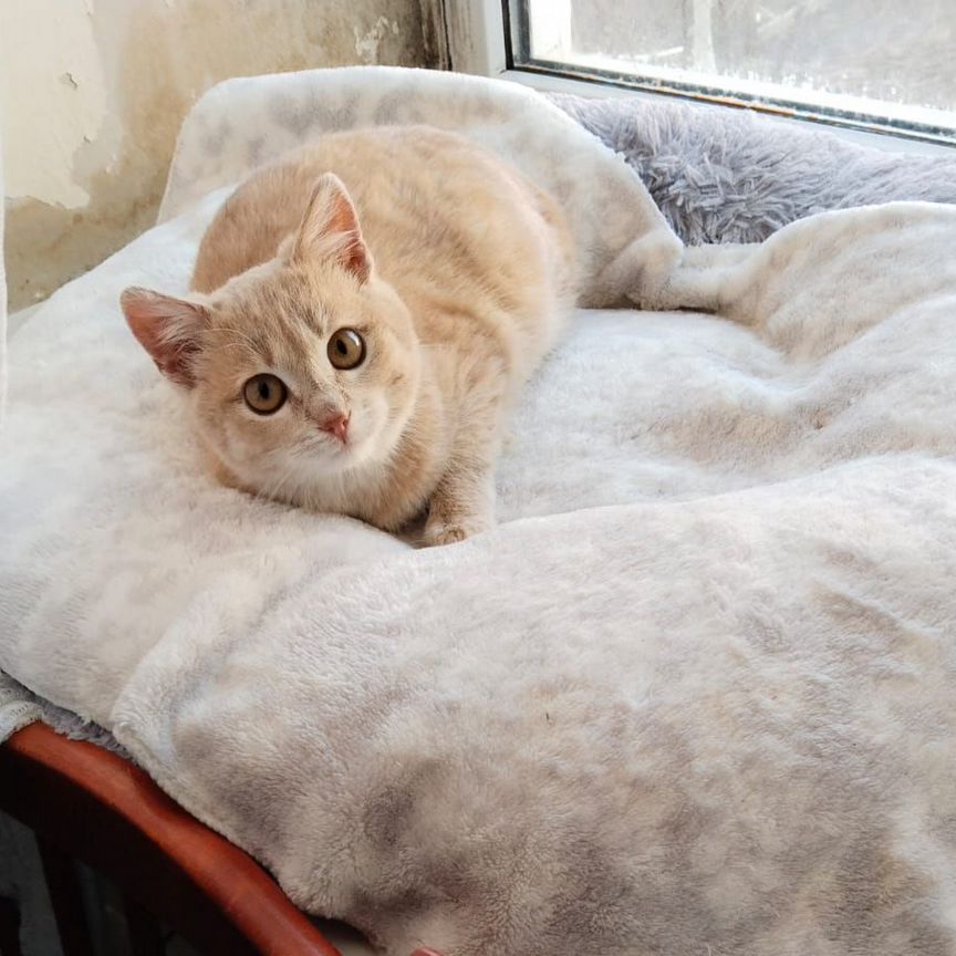 Котенок в добрые руки