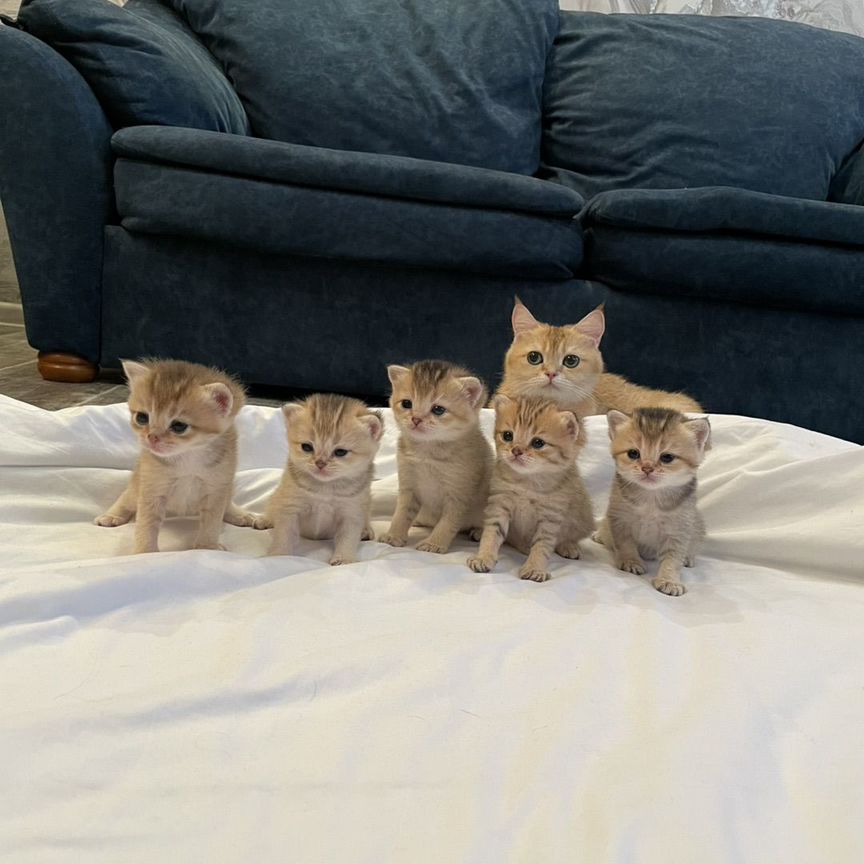 Шотландские котята Скотиш страйт золотая шиншилла