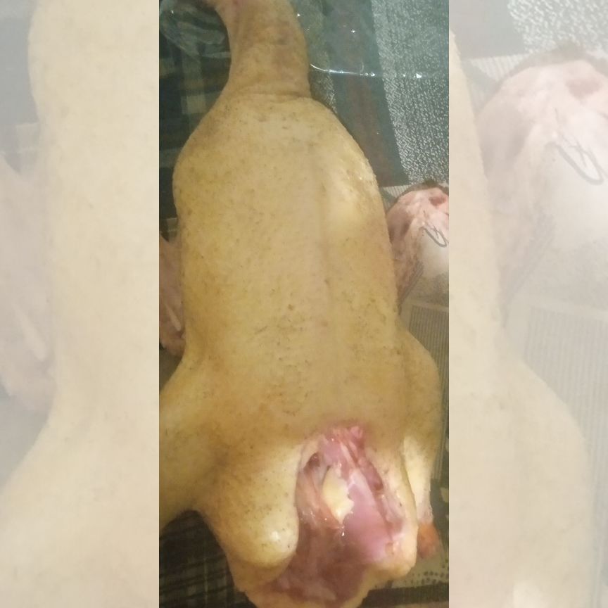 Гусь домашний