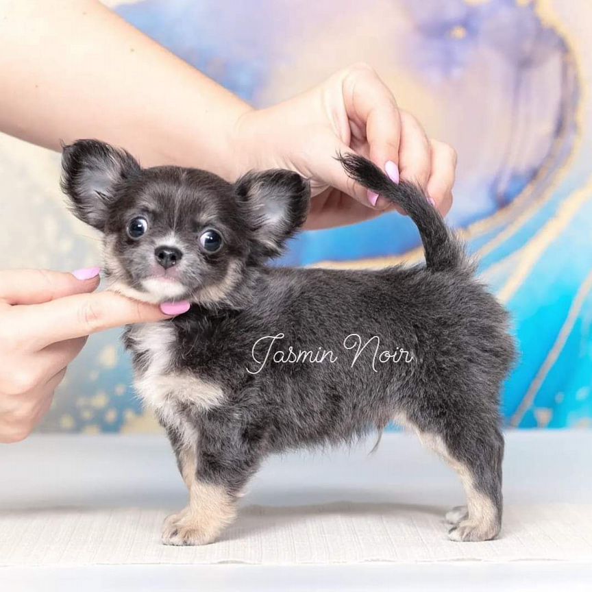 Чихуахуа кобель голубой