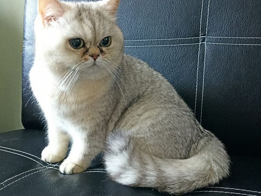Экзотическая британка (шиншилла)