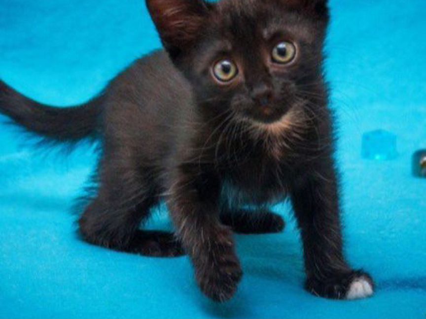 Ночка в добрые руки