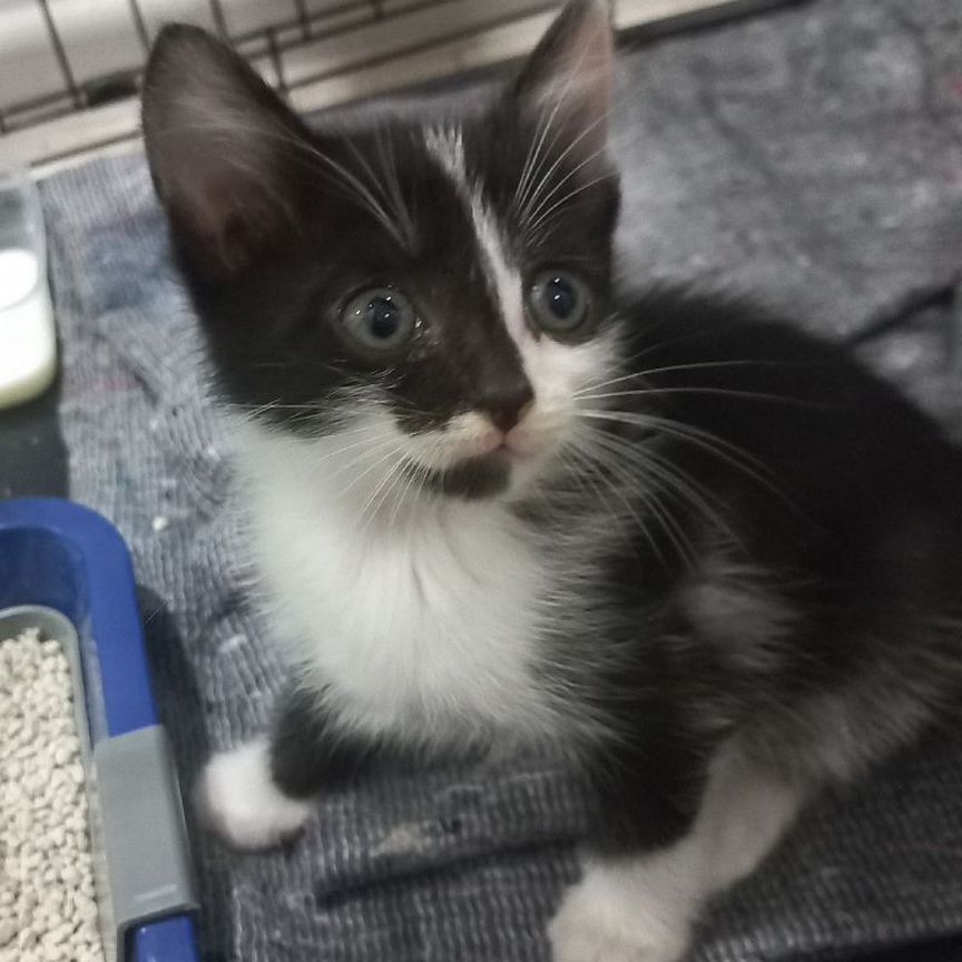 Котенок в добрые руки