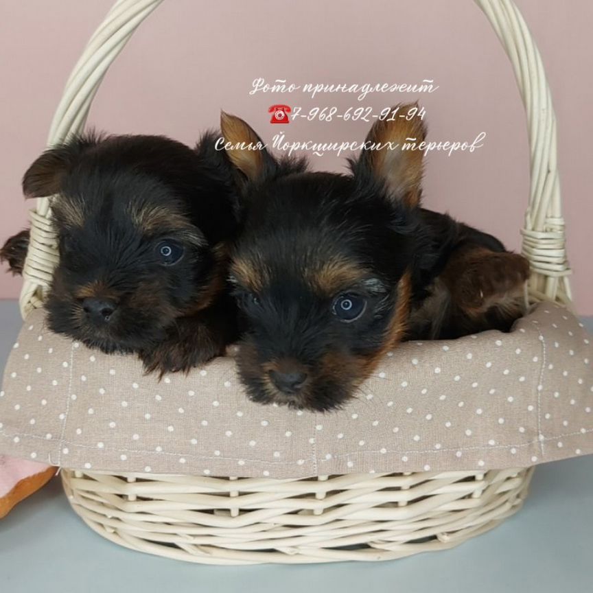 Йоркширский терьер, щенок