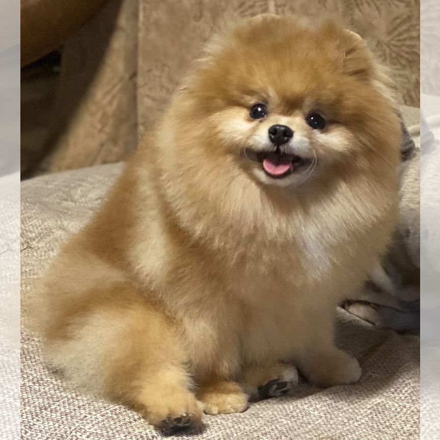 Померанский шпиц, взрослая собака