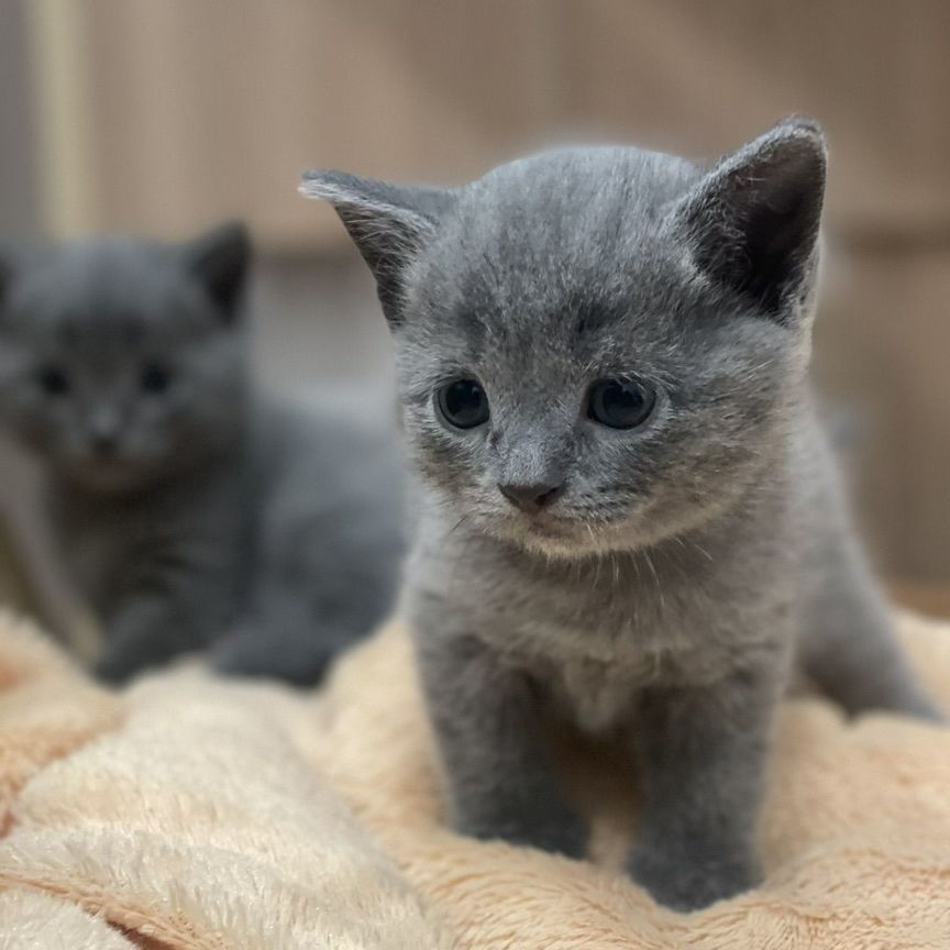 Мальчики братанцы