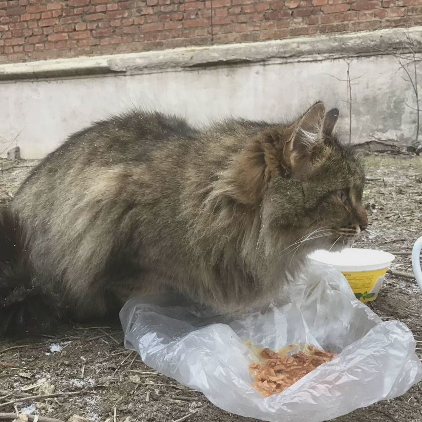 Дом расселяют, кошки останутся одни