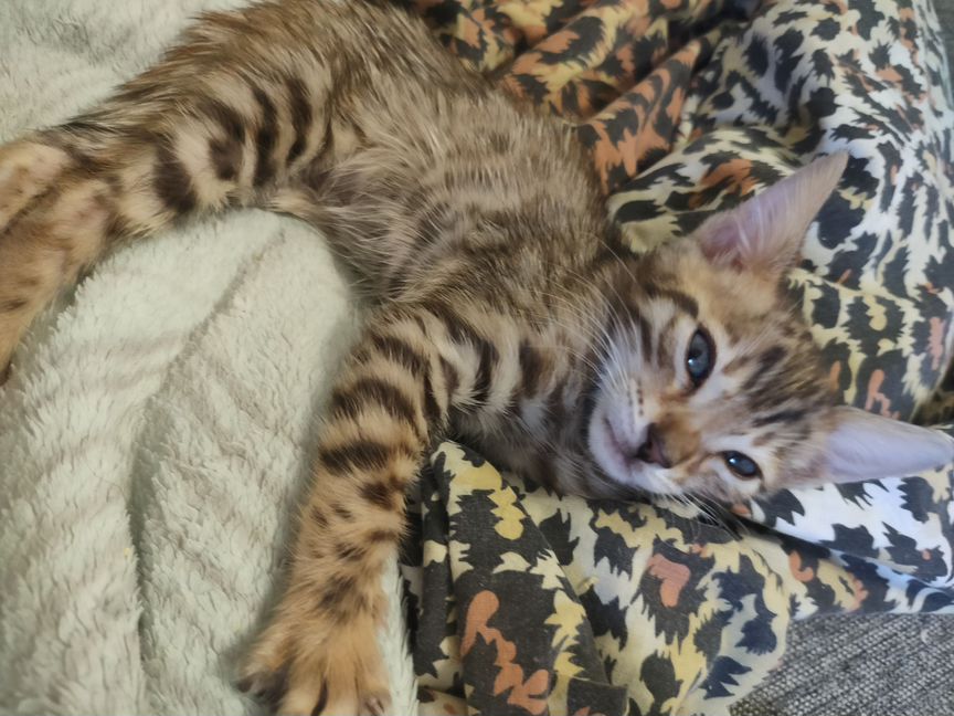 Бенгальские котята