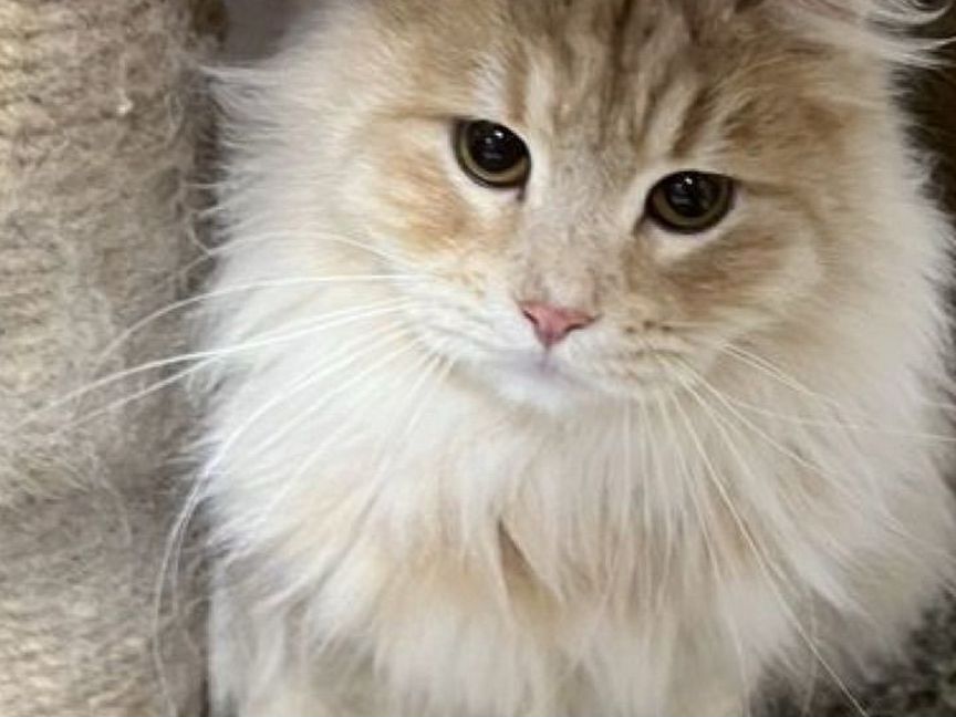 Сибирский котик