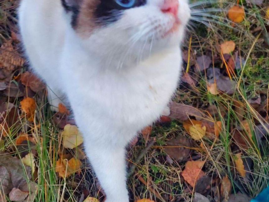 Сиамская тайская кошечка бесплатно