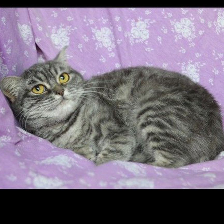 Британская кошка бесплатно