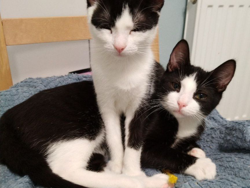 Котята ищут дом