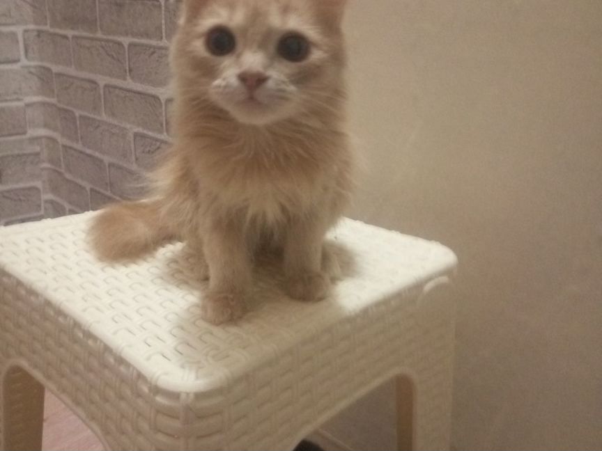 Персикоаые котята