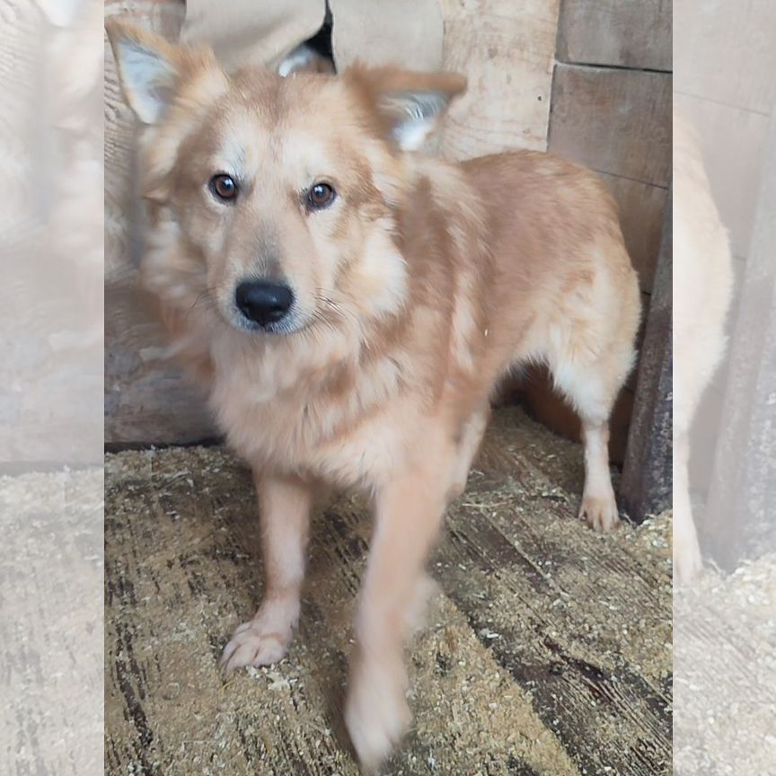 Бордер-колли, взрослый пёс