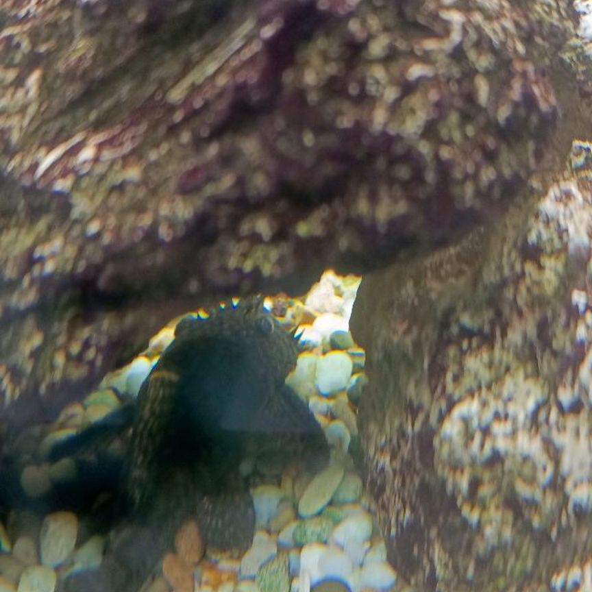 Аквариумные рыбки