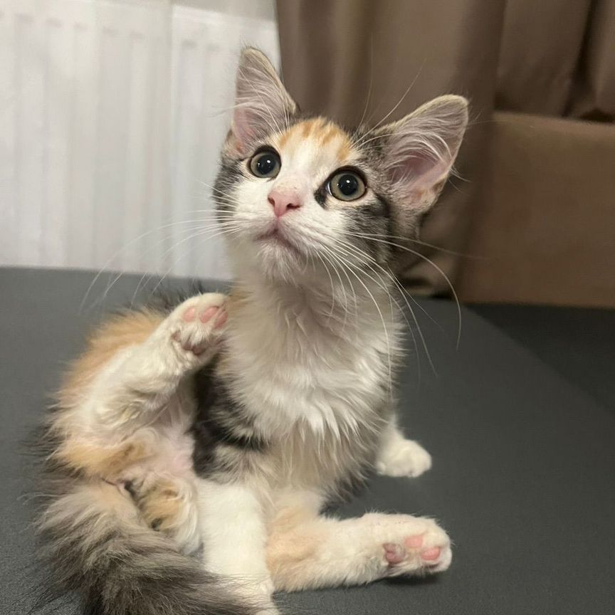 Котята