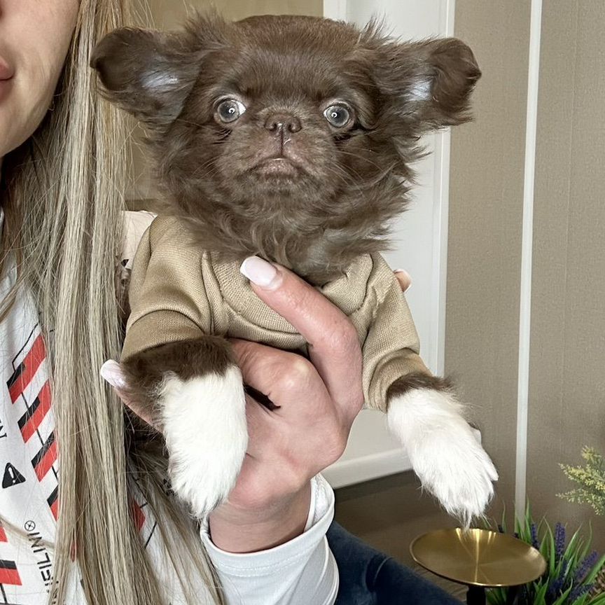 Чихуахуа, щенок