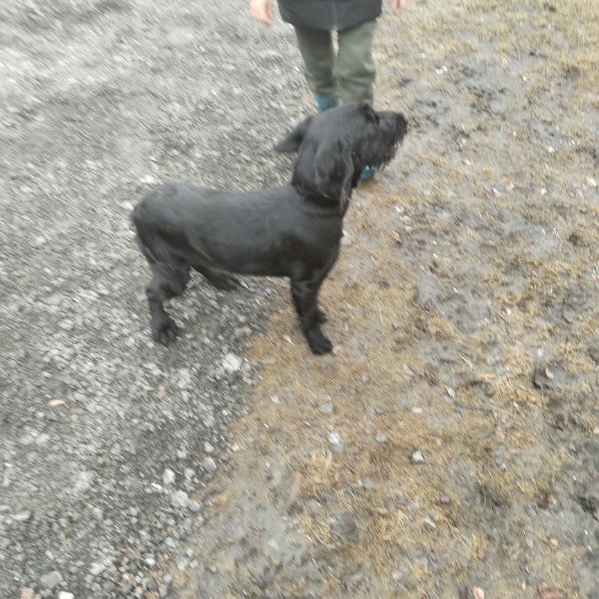 Продам сабаку