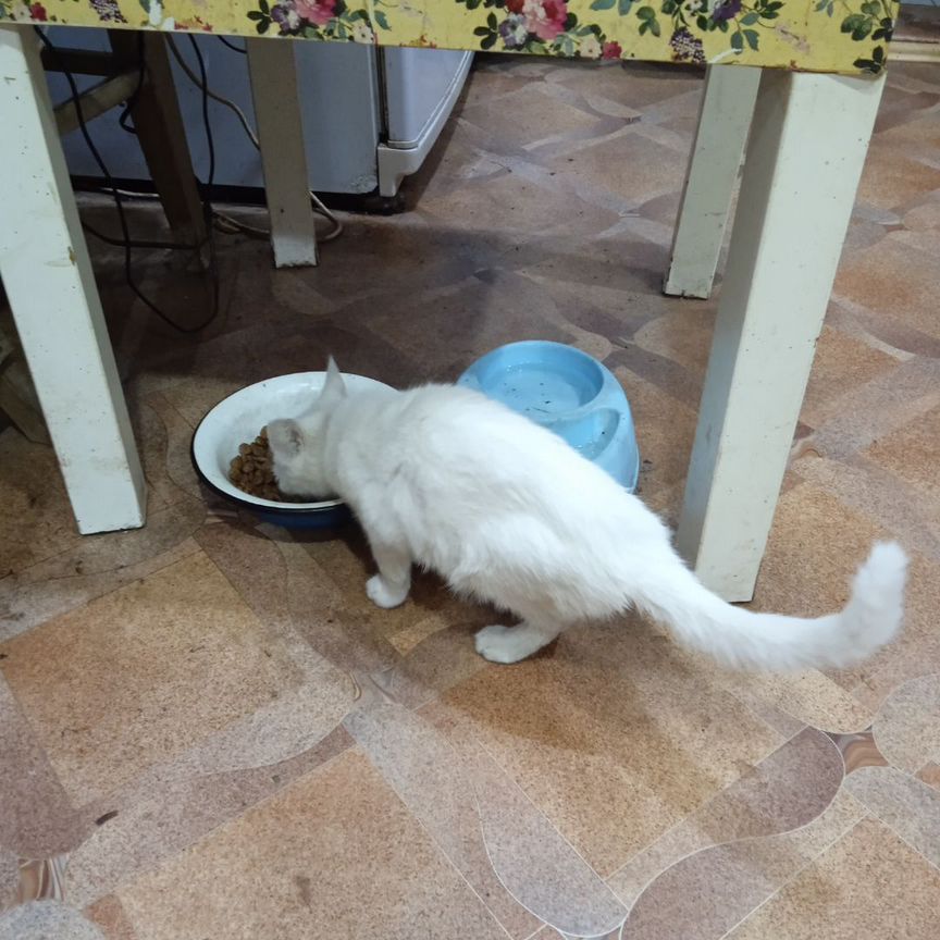 Котики бесплатно