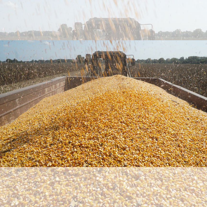 Кукуруза кормовая