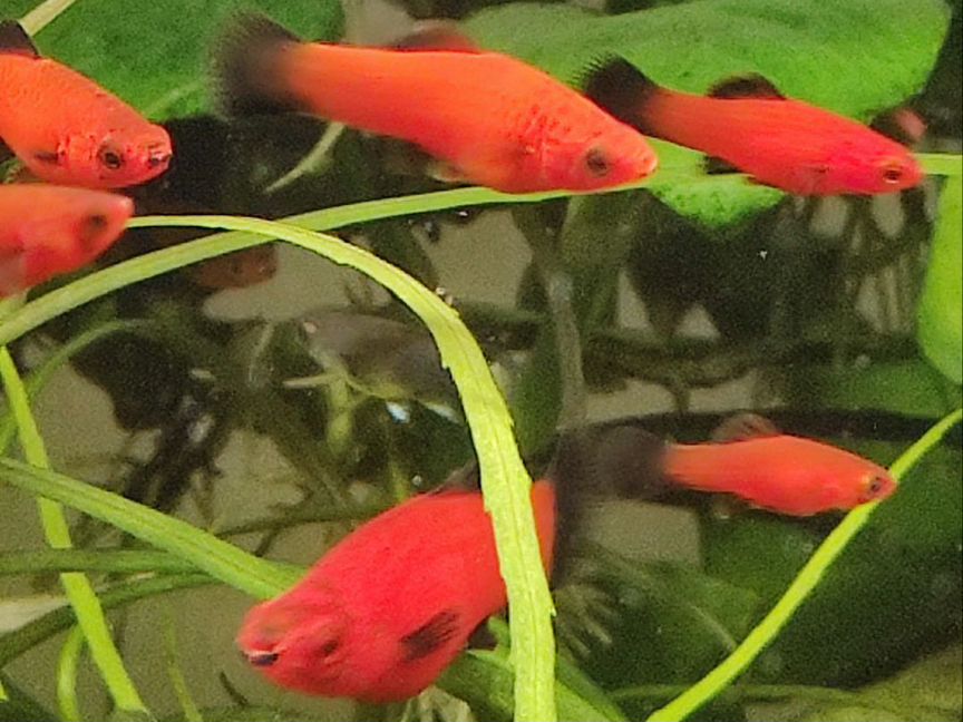 Меченосцы берлинские