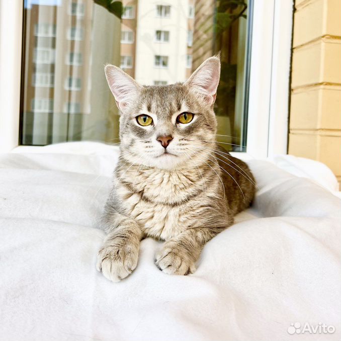 Сноу молодой котик ищет дом, в добрые руки