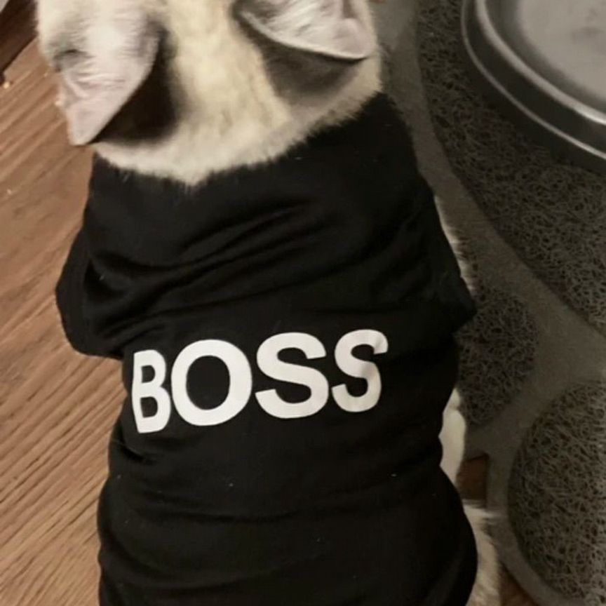 Костюм для животных