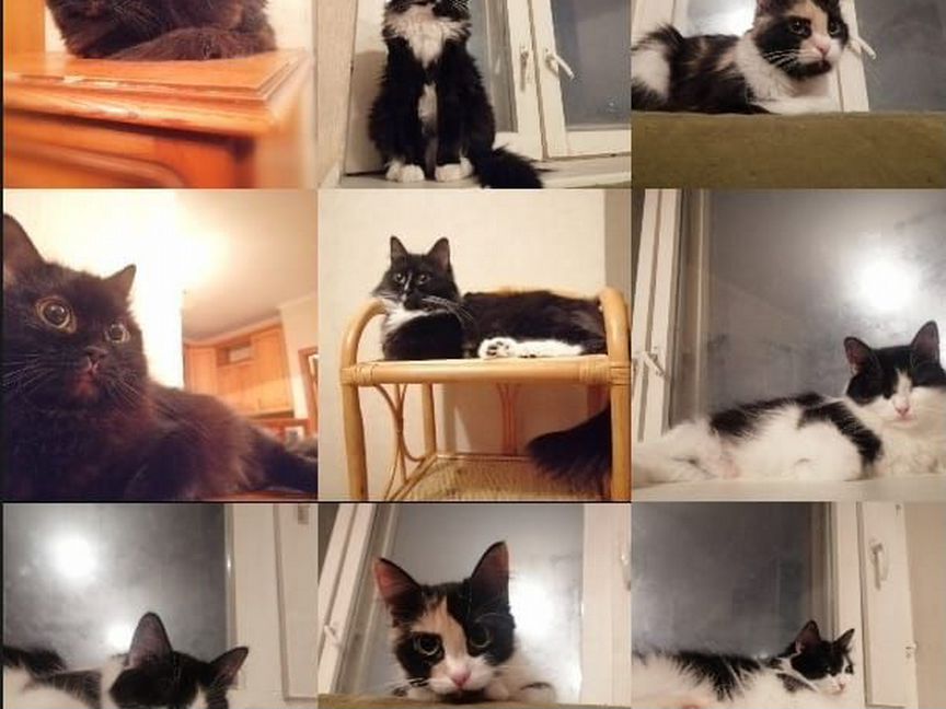 Просим, дайте им шанс