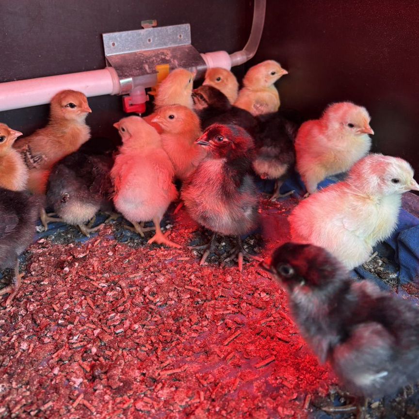 Цыплята несушки