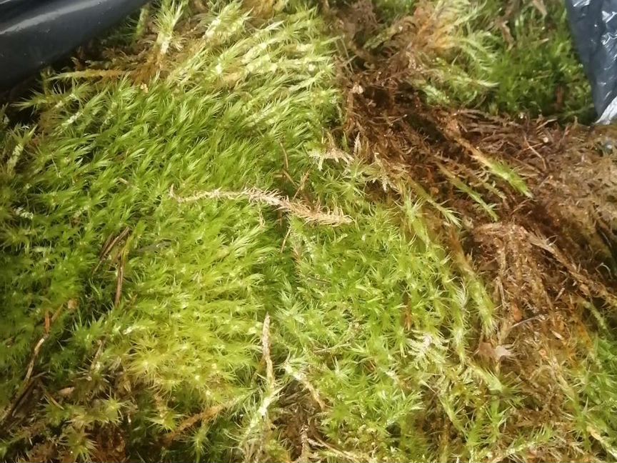 Лесной мох 25л